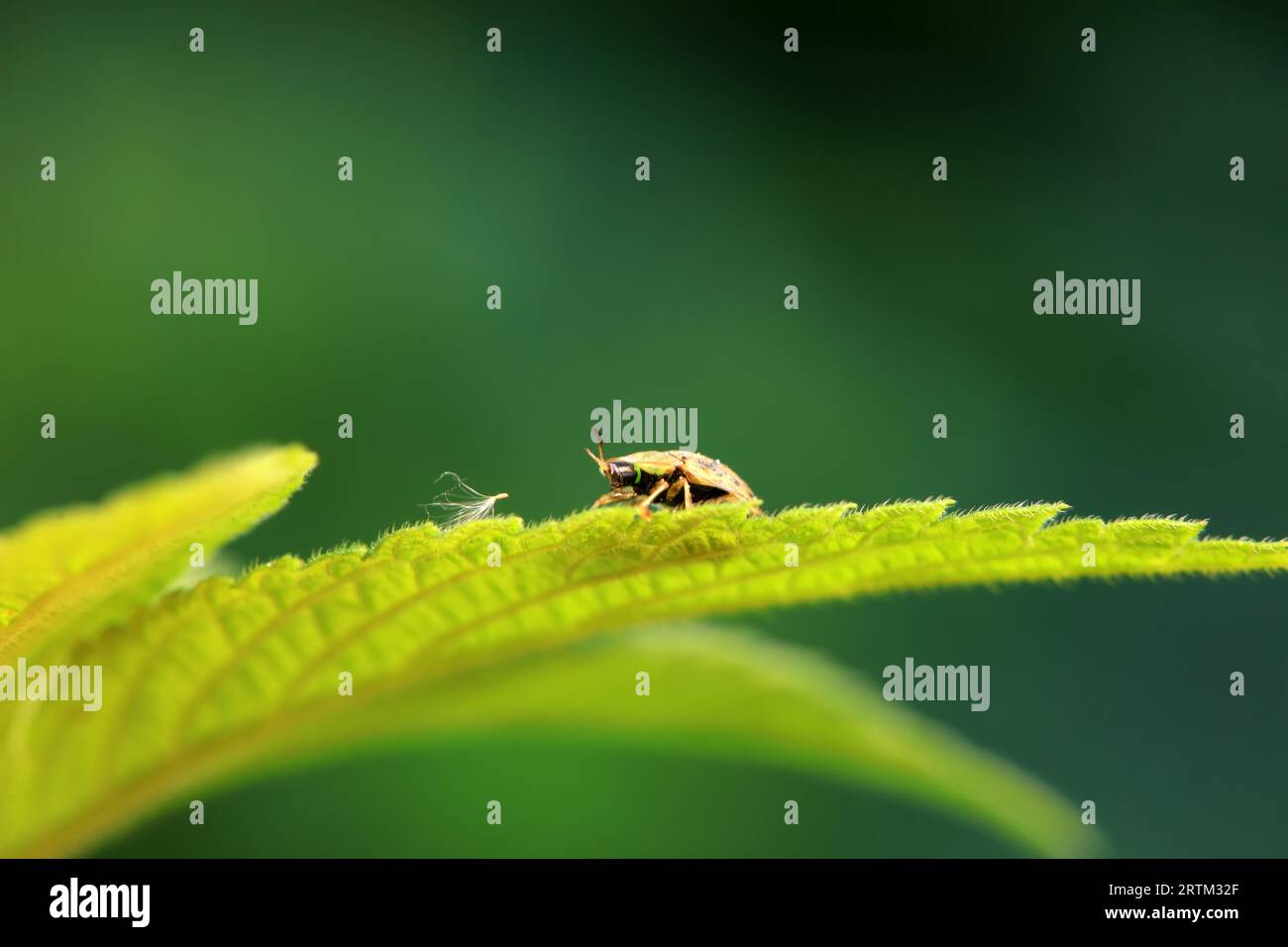 Hispidae family insect crawl on plants, North China Stock Photo - Alamy