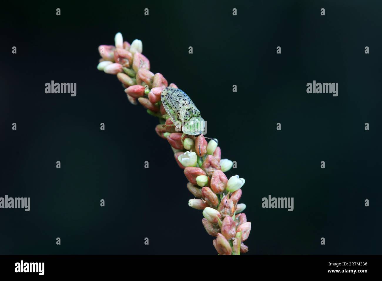 Hispidae family insect crawl on plants, North China Stock Photo - Alamy