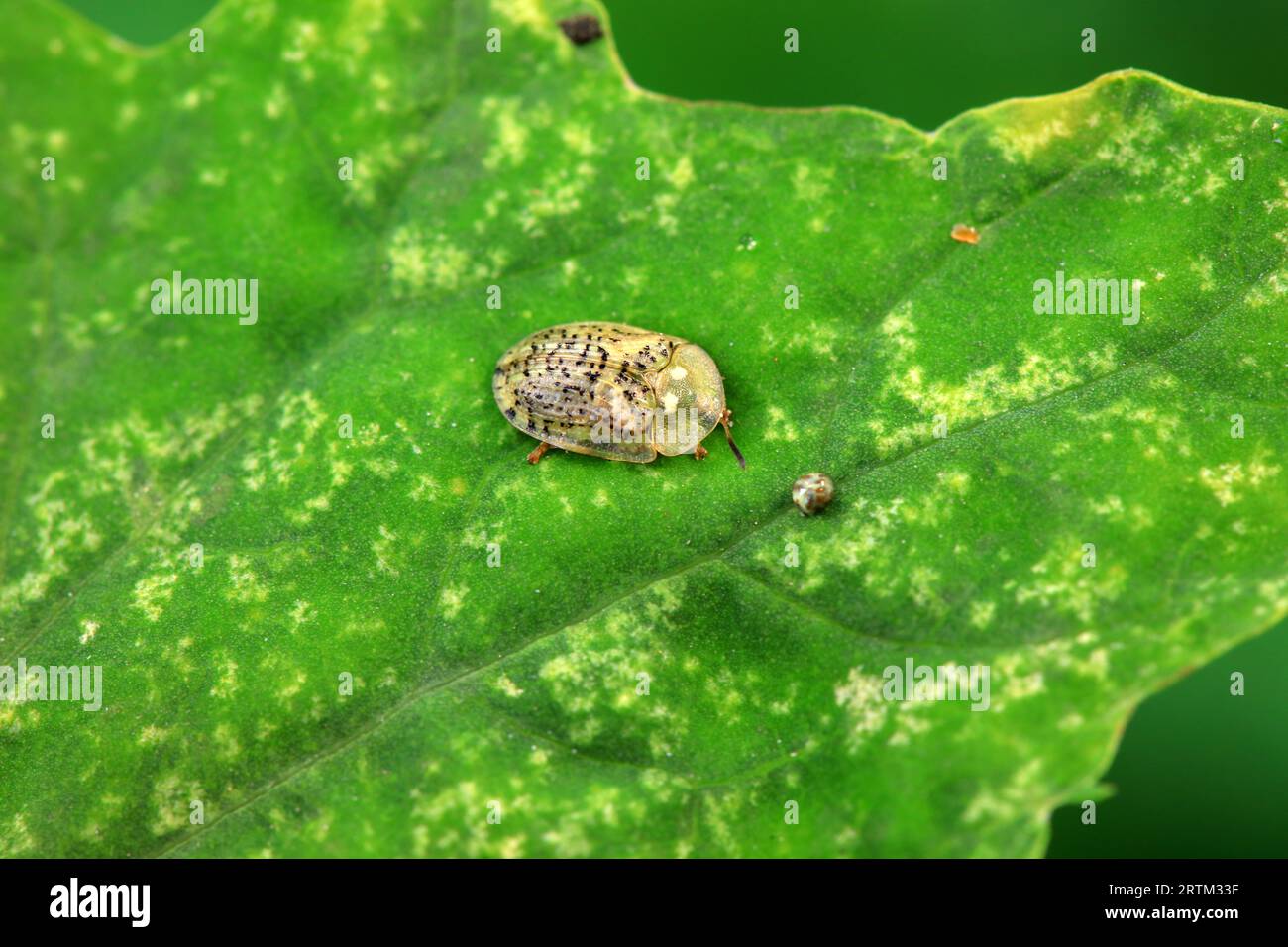 Hispidae family insect crawl on plants, North China Stock Photo - Alamy