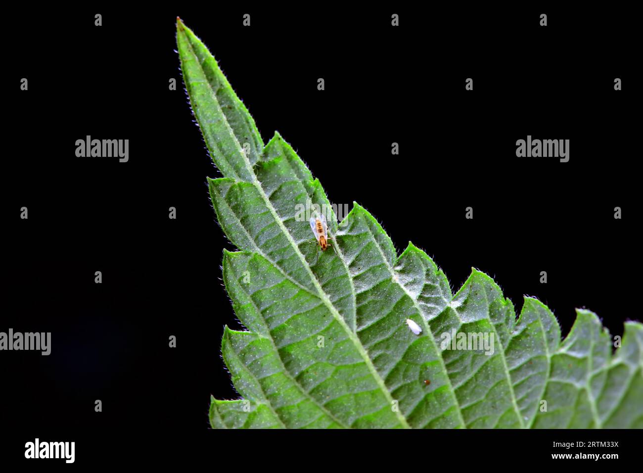 mosquito insect in the wild, North China Stock Photo - Alamy
