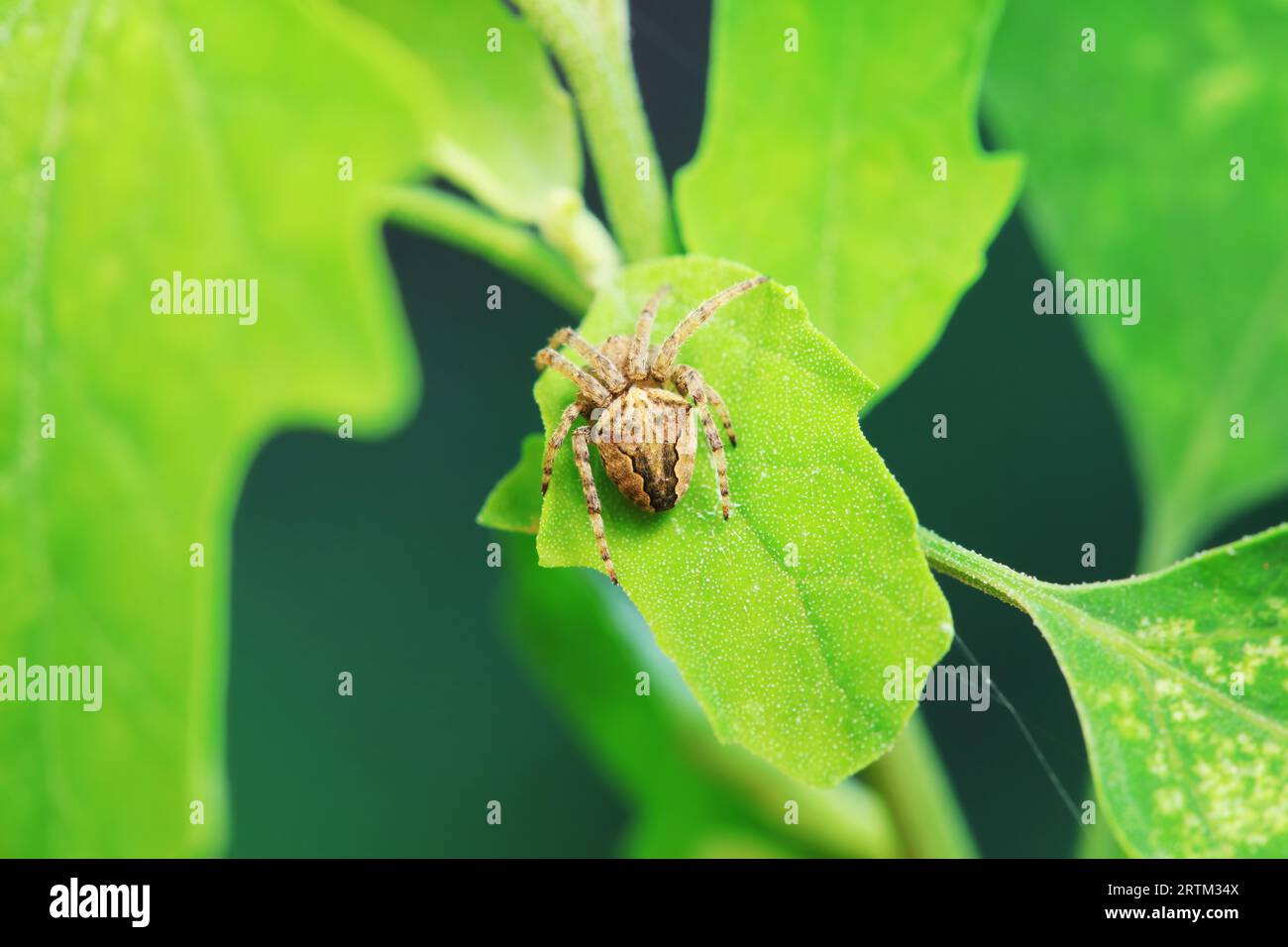 Spiders in the wild, North China Stock Photo - Alamy