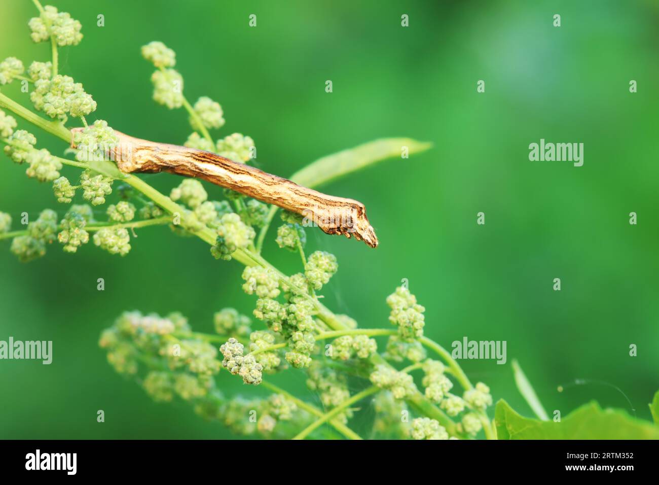 Lepidoptera larva inchworm in the wild, North China Stock Photo - Alamy