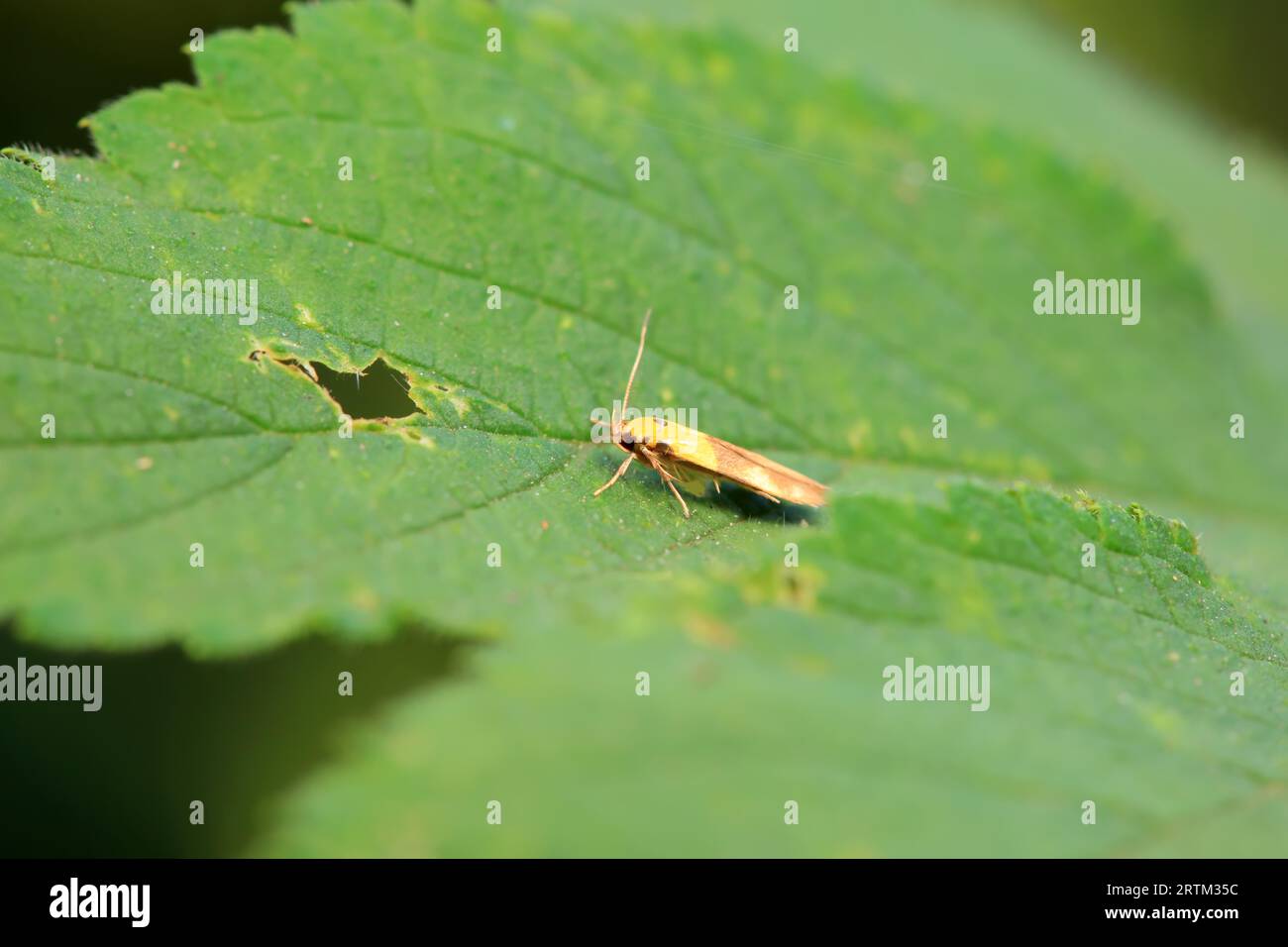 Lepidoptera insects in the wild, North China Stock Photo - Alamy