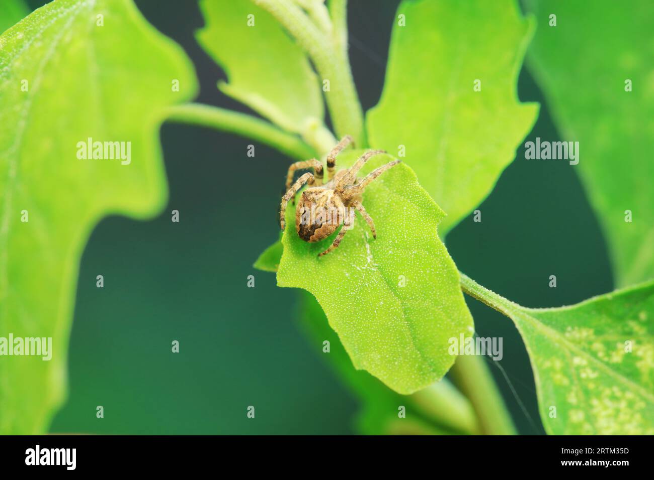 Spiders in the wild, North China Stock Photo - Alamy