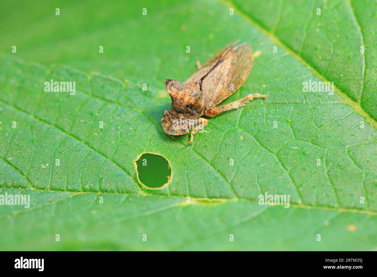 Leaf cicada on wild plants, North China Stock Photo - Alamy