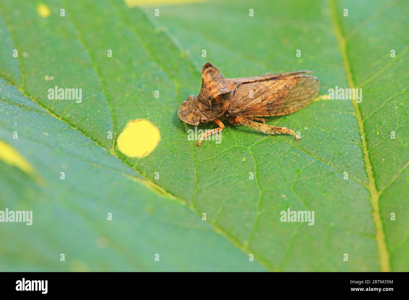 Leaf cicada on wild plants, North China Stock Photo - Alamy