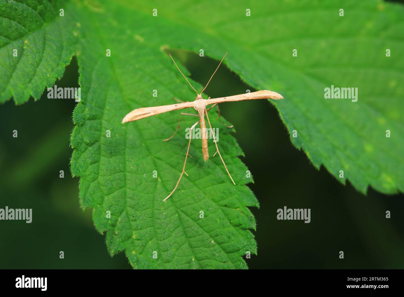 Lepidoptera insects in the wild, North China Stock Photo - Alamy
