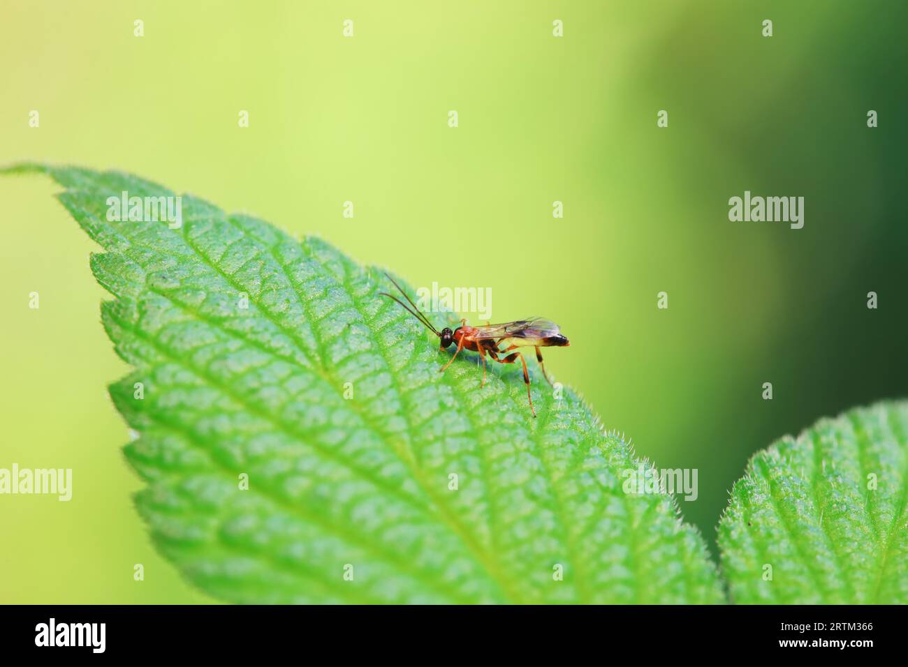 Bee insects in the wild, North China Stock Photo - Alamy
