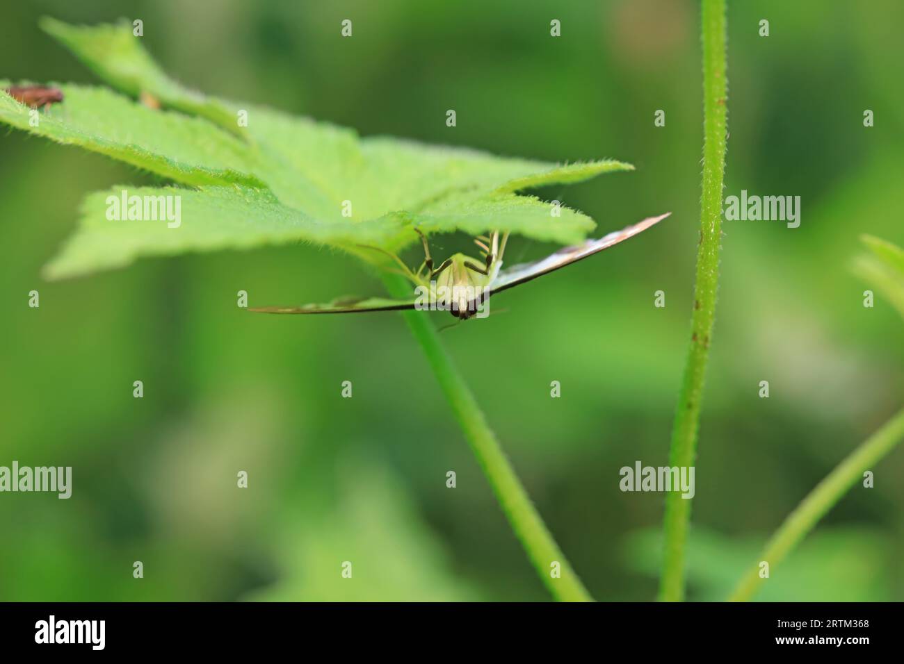 Lepidoptera insects in the wild, North China Stock Photo - Alamy