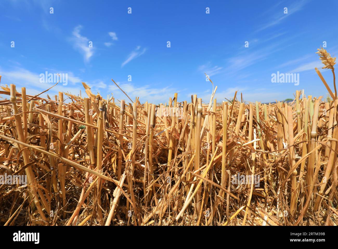 China crop straw hi-res stock photography and images - Alamy