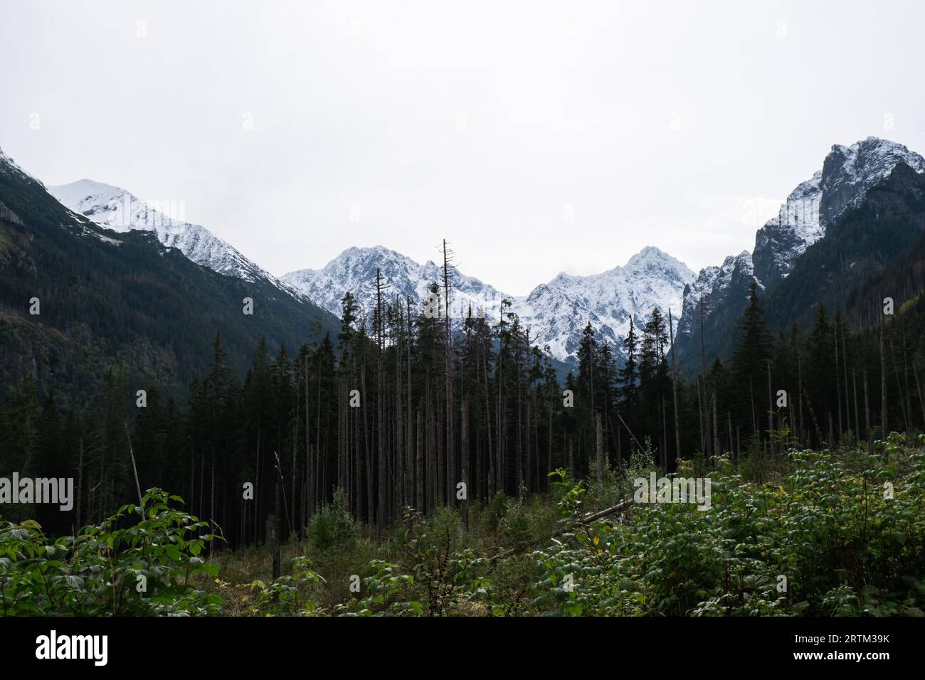 Snowy mountains, green forests In National park Zakopane Poland ...