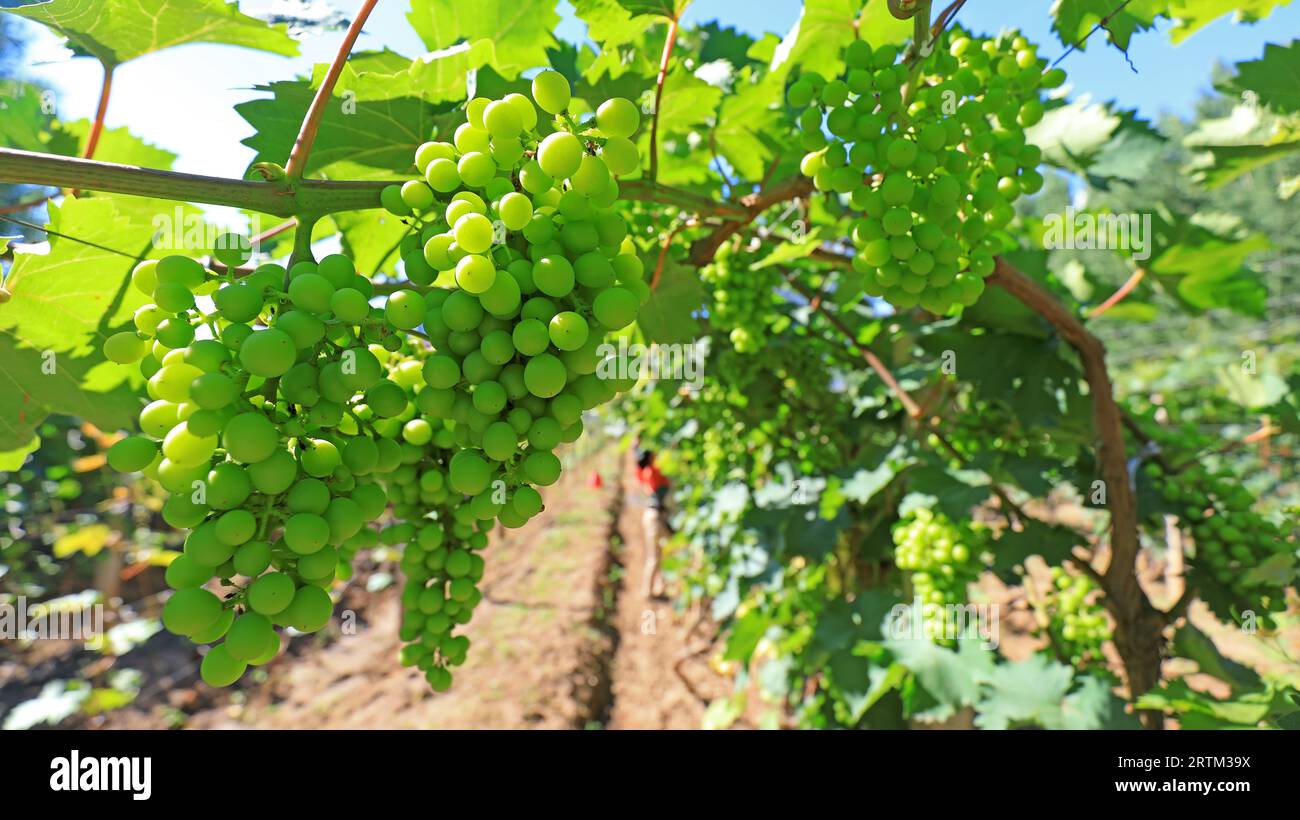 Chinese farmers vineyard hi-res stock photography and images - Alamy