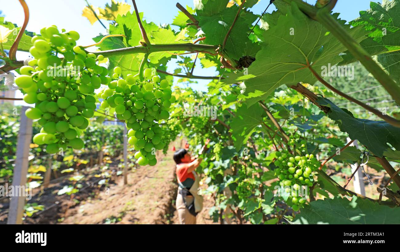 Chinese farmers vineyard hi-res stock photography and images - Alamy