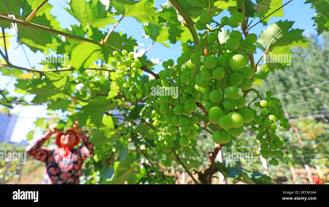 Chinese farmers vineyard hi-res stock photography and images - Alamy