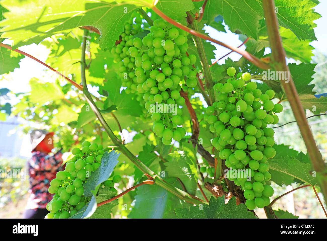 Chinese farmers vineyard hi-res stock photography and images - Alamy