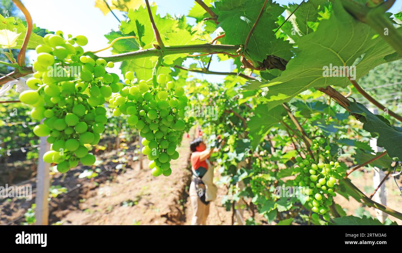 Chinese farmers vineyard hi-res stock photography and images - Alamy