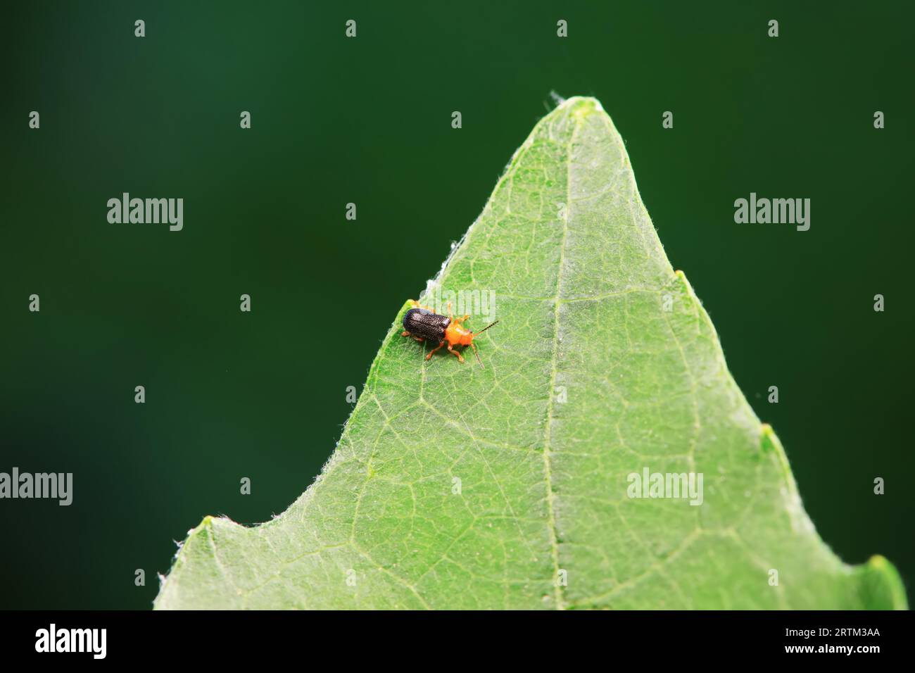 Leaf beetle on wild plants, North China Stock Photo - Alamy