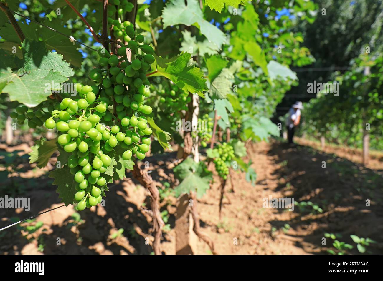 Chinese farmers vineyard hi-res stock photography and images - Alamy