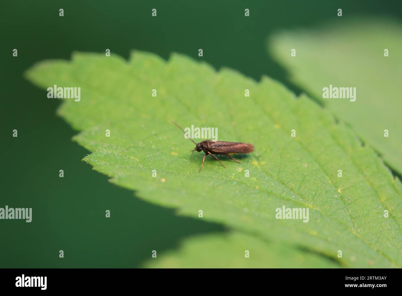 Lepidoptera insects in the wild, North China Stock Photo - Alamy