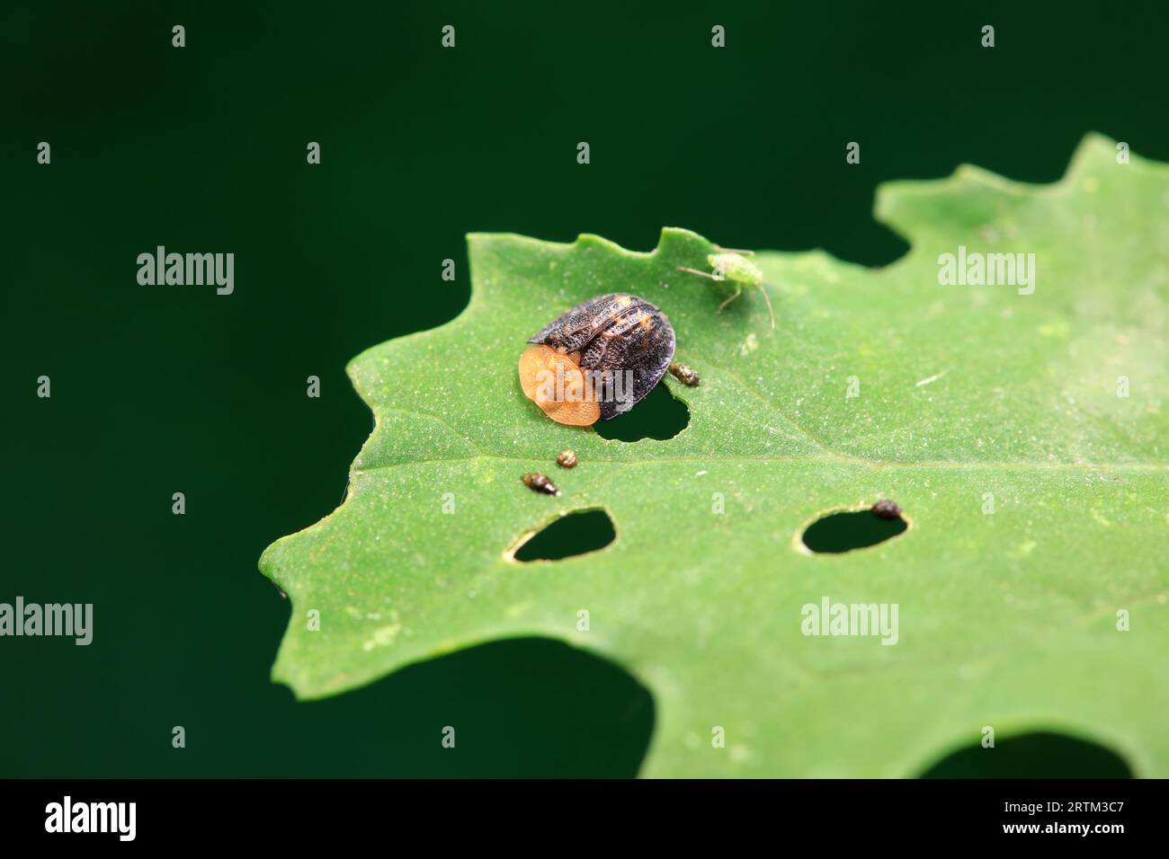 Hispidae family insect crawl on plants, North China Stock Photo - Alamy