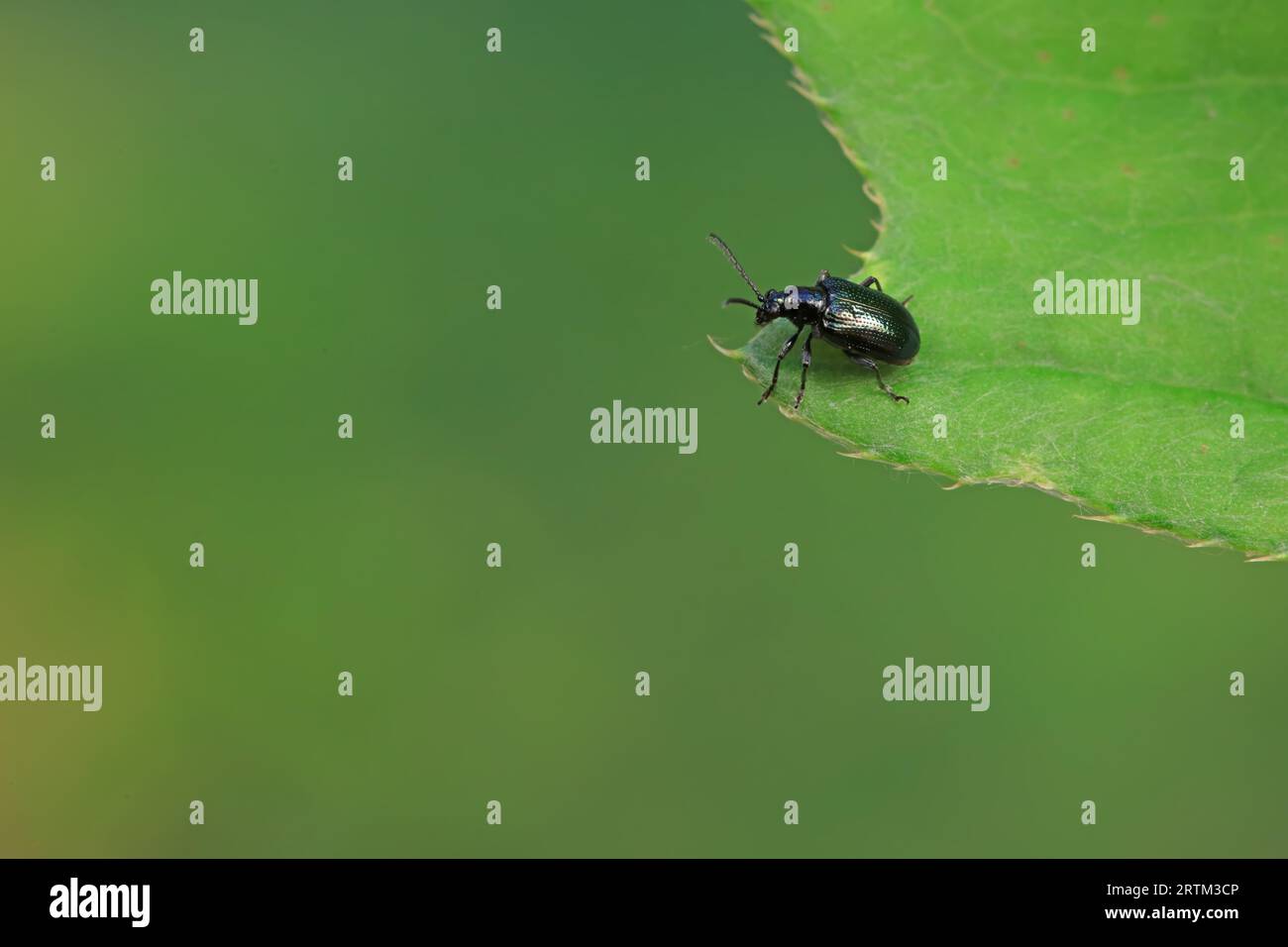 Negative mud beetle, a small beetle in nature, North China Stock Photo ...