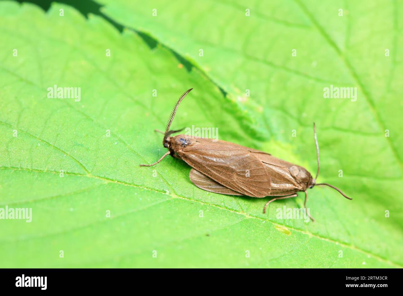 Lepidoptera insects in the wild, North China Stock Photo - Alamy