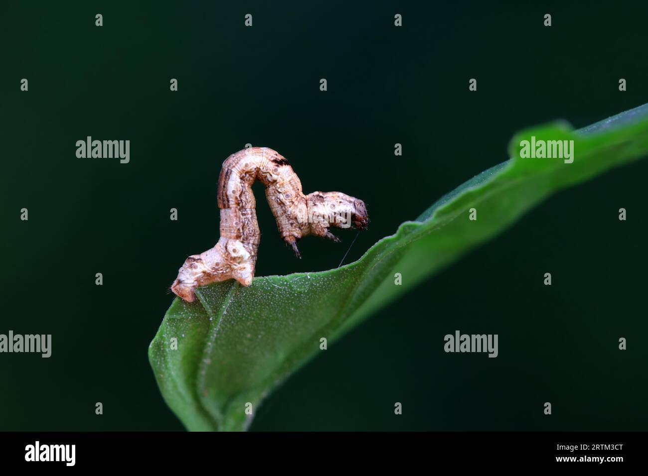Lepidoptera larva inchworm in the wild, North China Stock Photo - Alamy