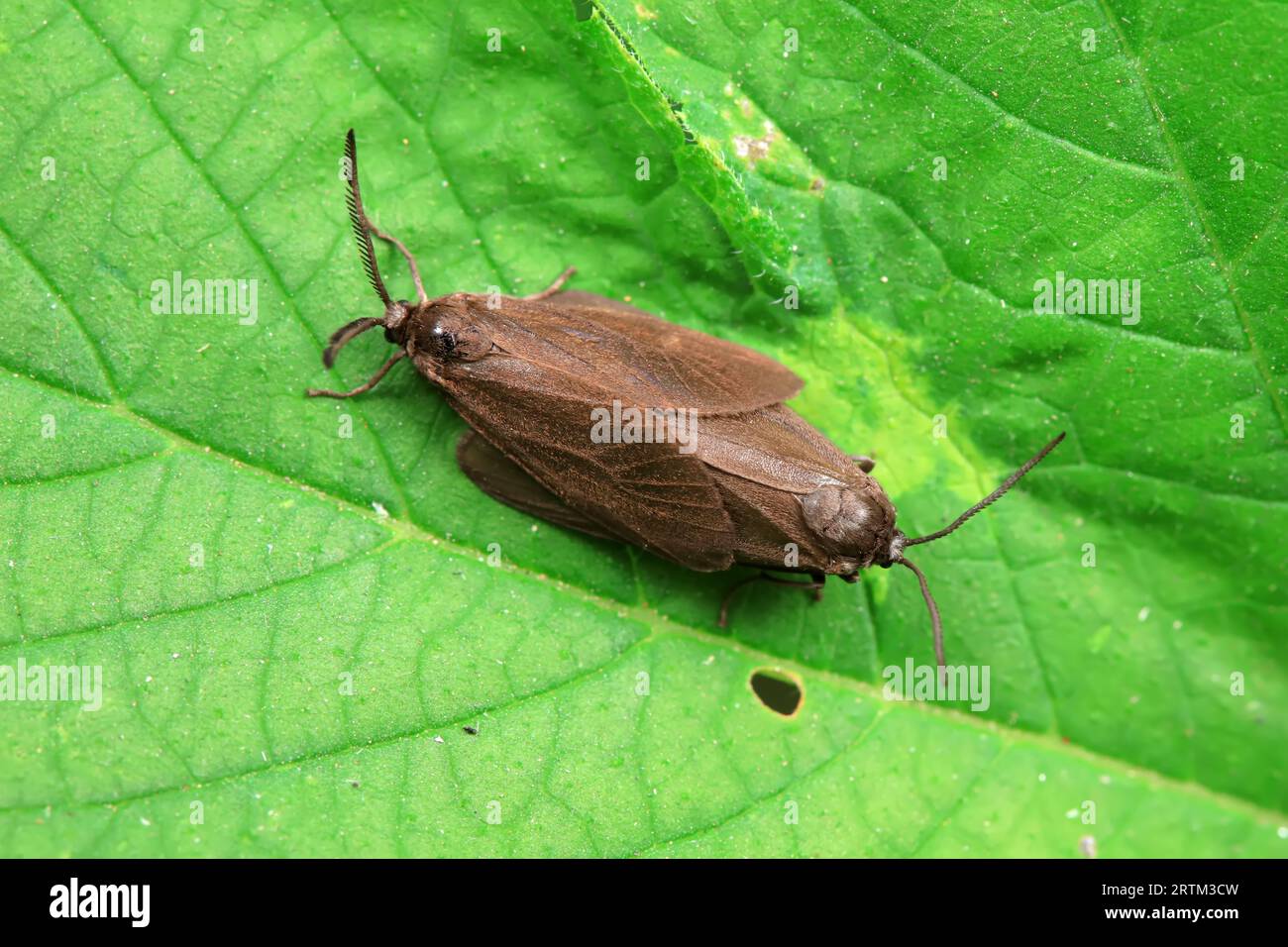 Lepidoptera insects in the wild, North China Stock Photo - Alamy