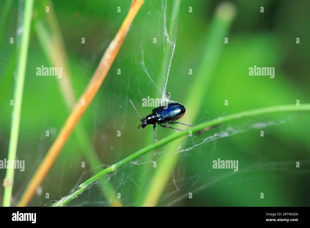 Negative mud beetle, a small beetle in nature, North China Stock Photo ...