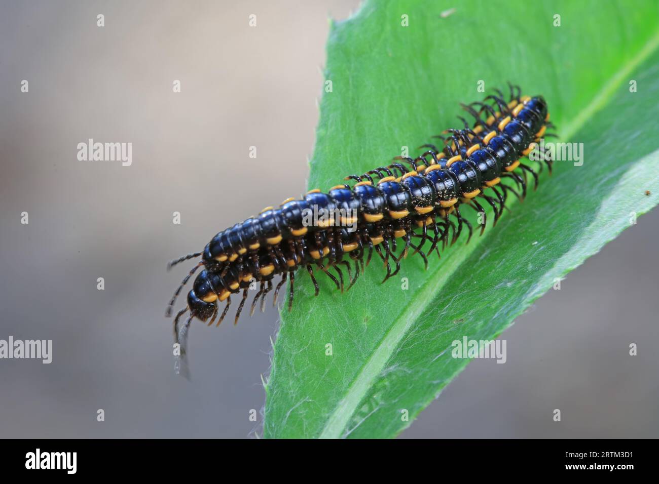 class diplopoda animal in the wild, North China Stock Photo - Alamy