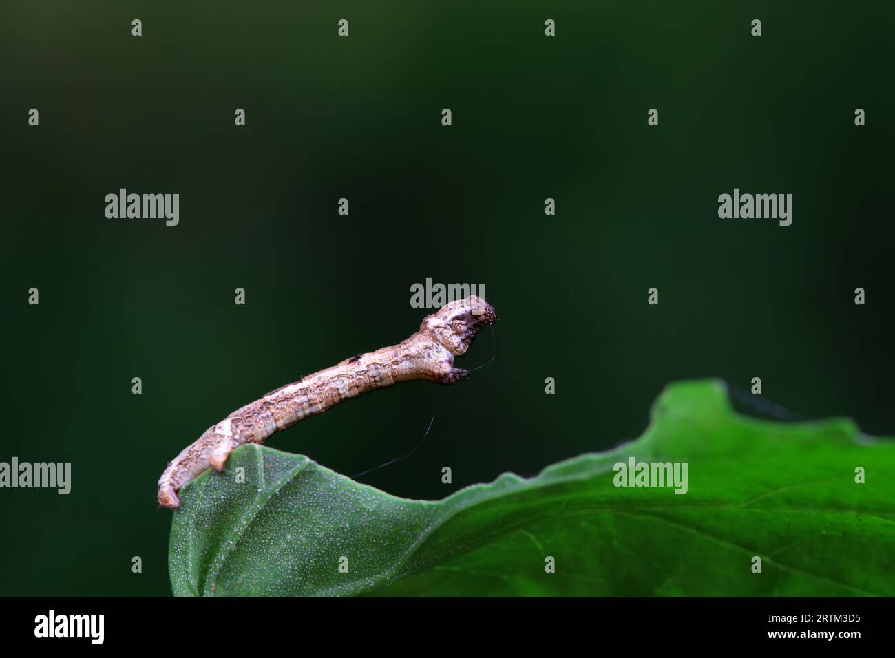 Lepidoptera larva inchworm in the wild, North China Stock Photo - Alamy