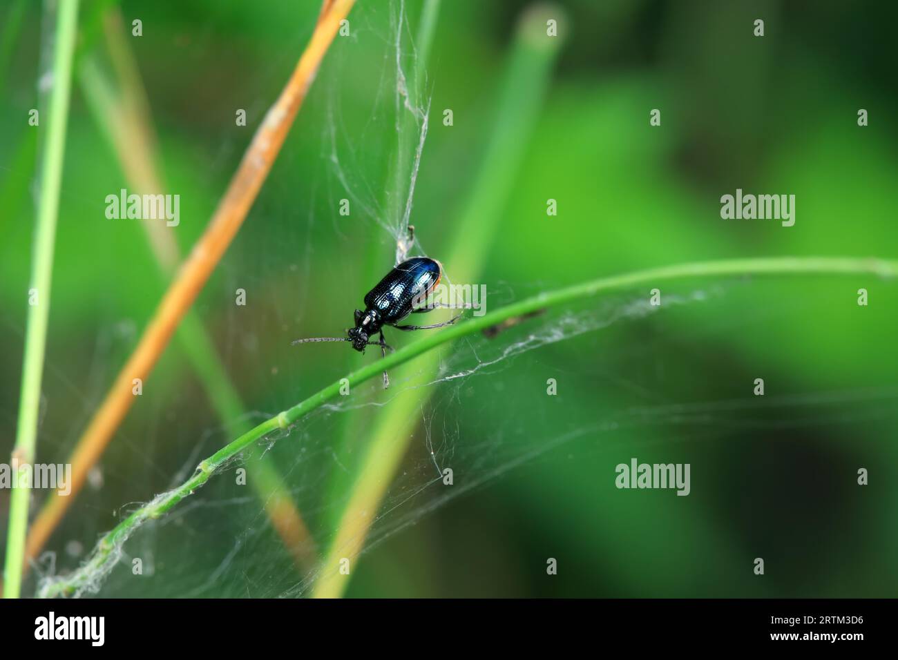 Negative mud beetle, a small beetle in nature, North China Stock Photo ...