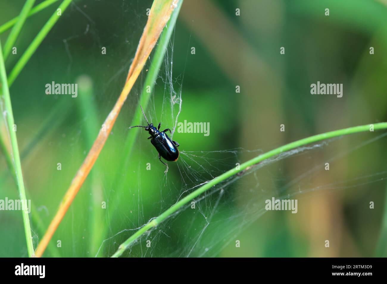 Negative mud insect hi-res stock photography and images - Alamy