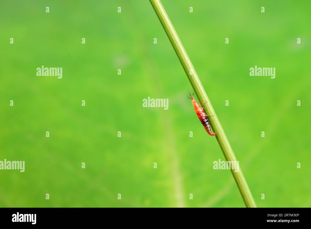 Sandfly larvae hi-res stock photography and images - Alamy