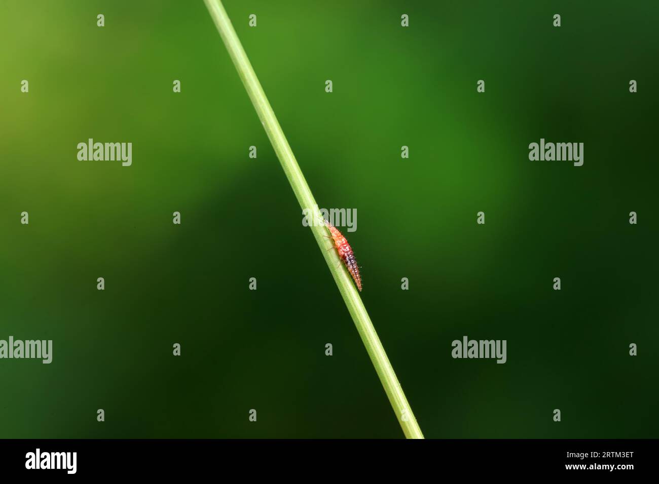 Brown sandfly larvae crawl on weeds, North China Stock Photo - Alamy