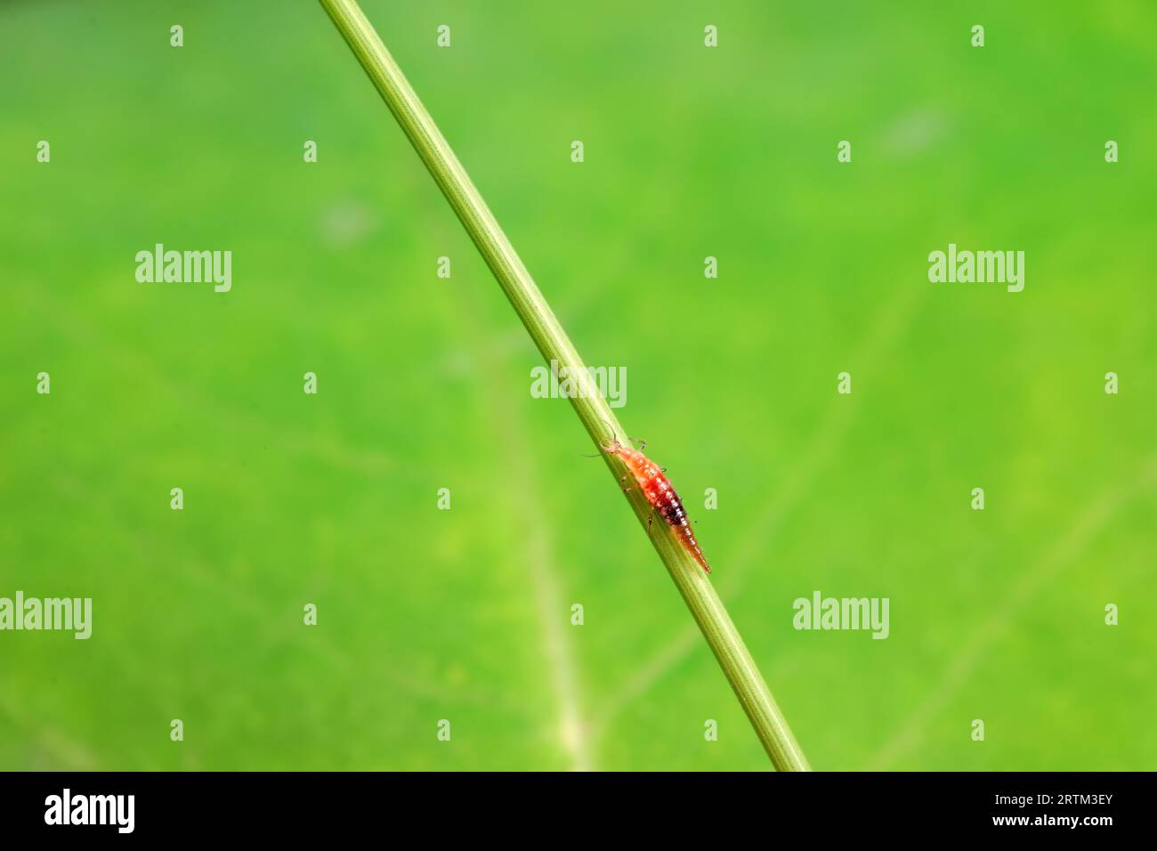 Sandfly larvae hi-res stock photography and images - Alamy