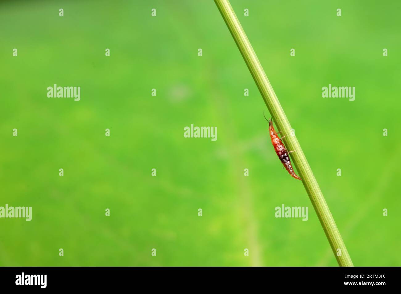 Brown sandfly larvae crawl on weeds, North China Stock Photo - Alamy