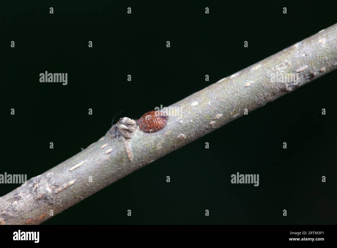 Scale insects on branches, North China Stock Photo - Alamy