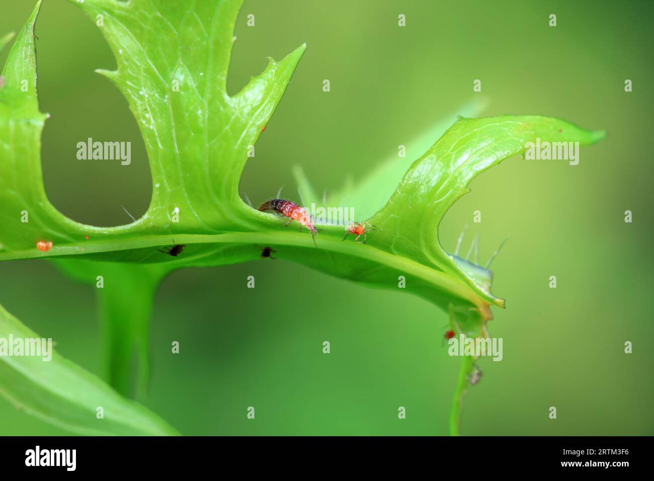 Sandfly larvae hi-res stock photography and images - Alamy