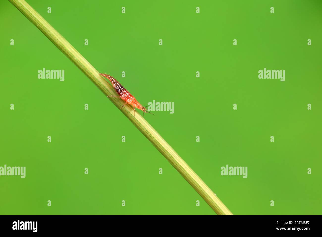 Brown sandfly larvae crawl on weeds, North China Stock Photo - Alamy