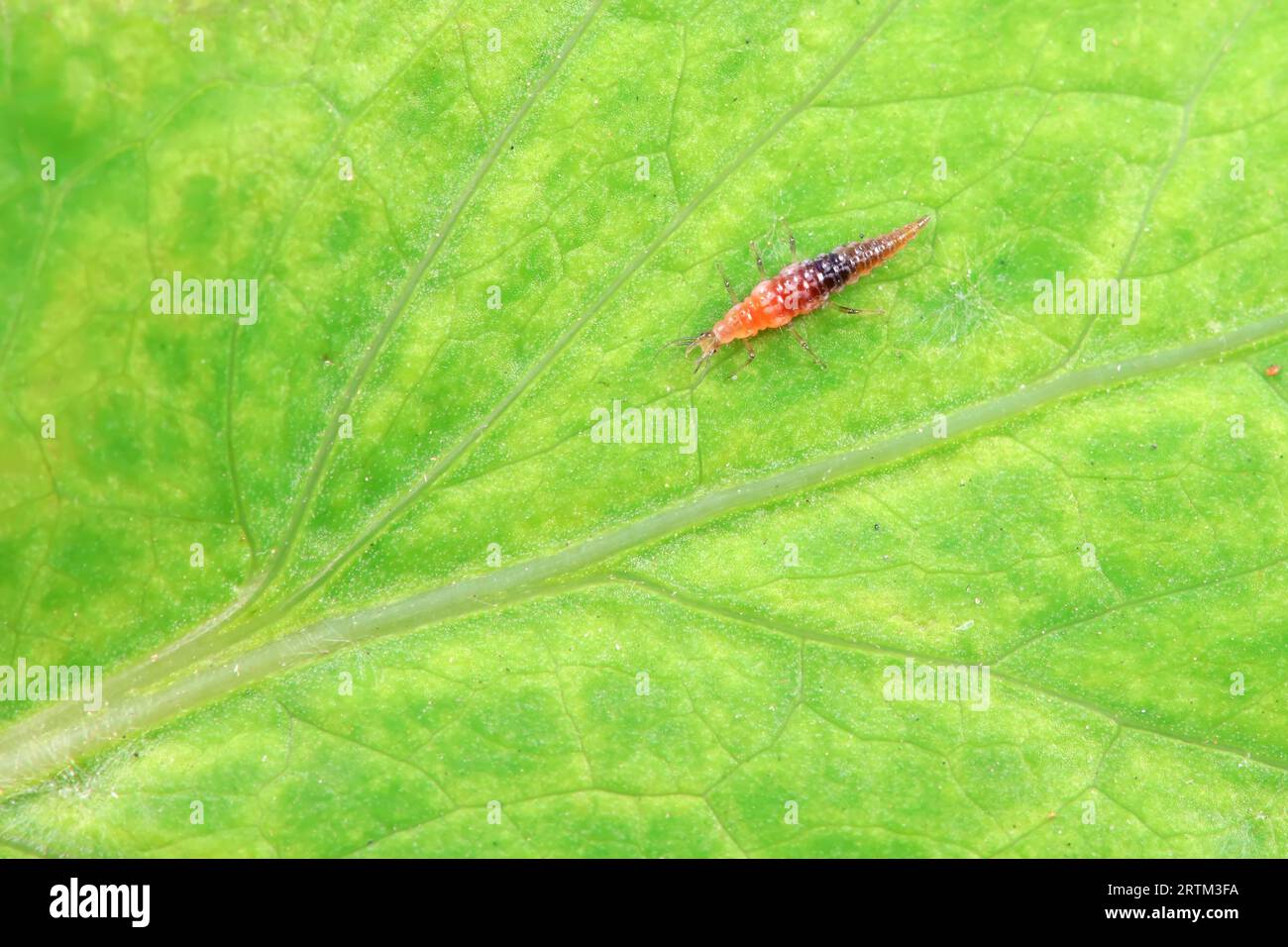 Brown sandfly larvae crawl on weeds, North China Stock Photo - Alamy