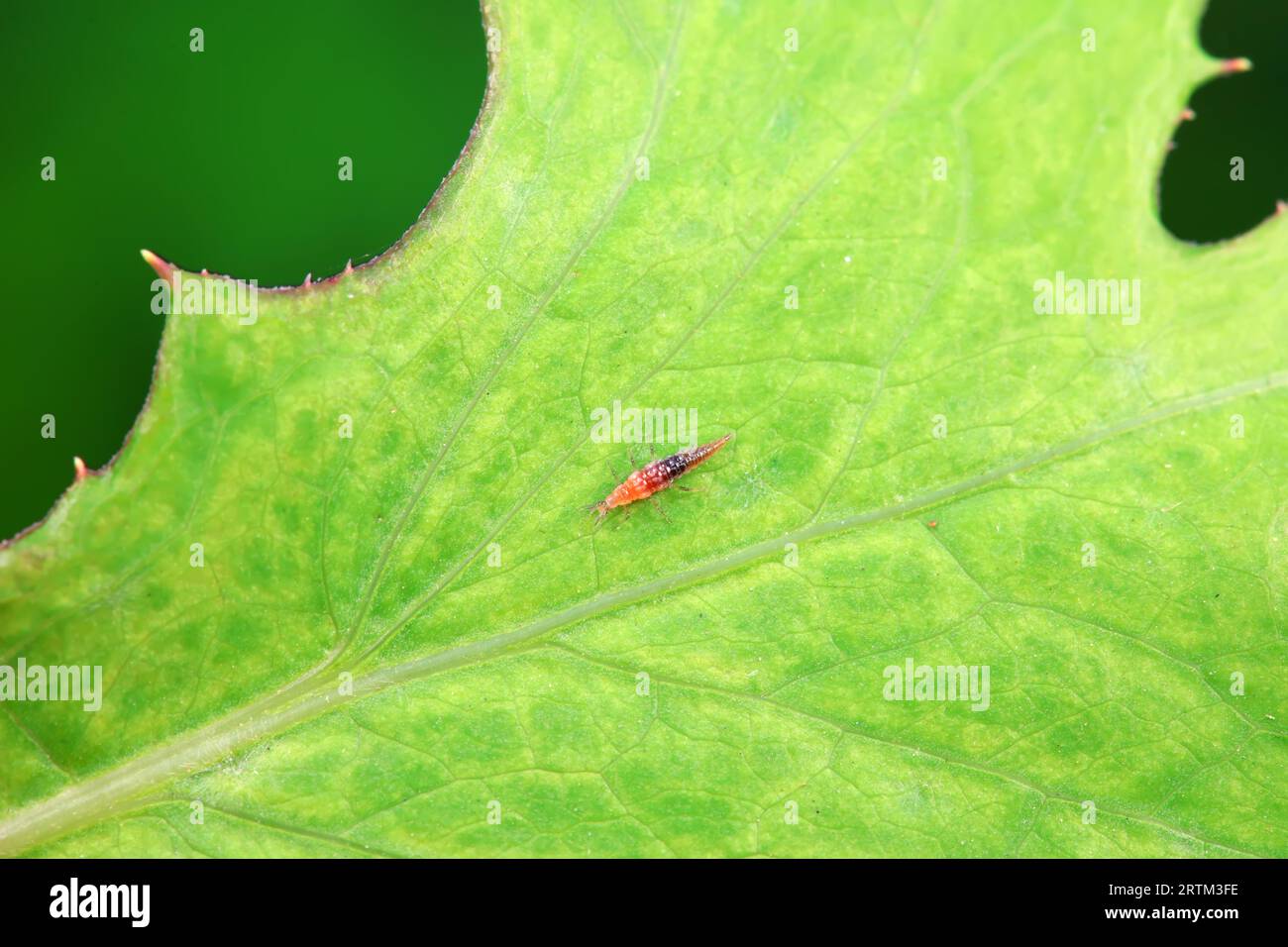 Brown sandfly larvae crawl on weeds, North China Stock Photo - Alamy