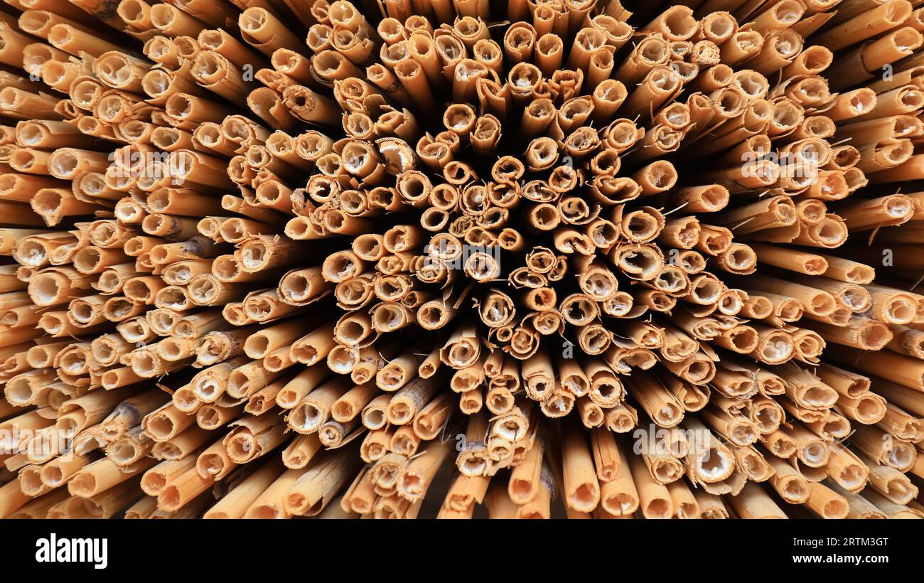Reed curtain cross section, close-up photo Stock Photo - Alamy
