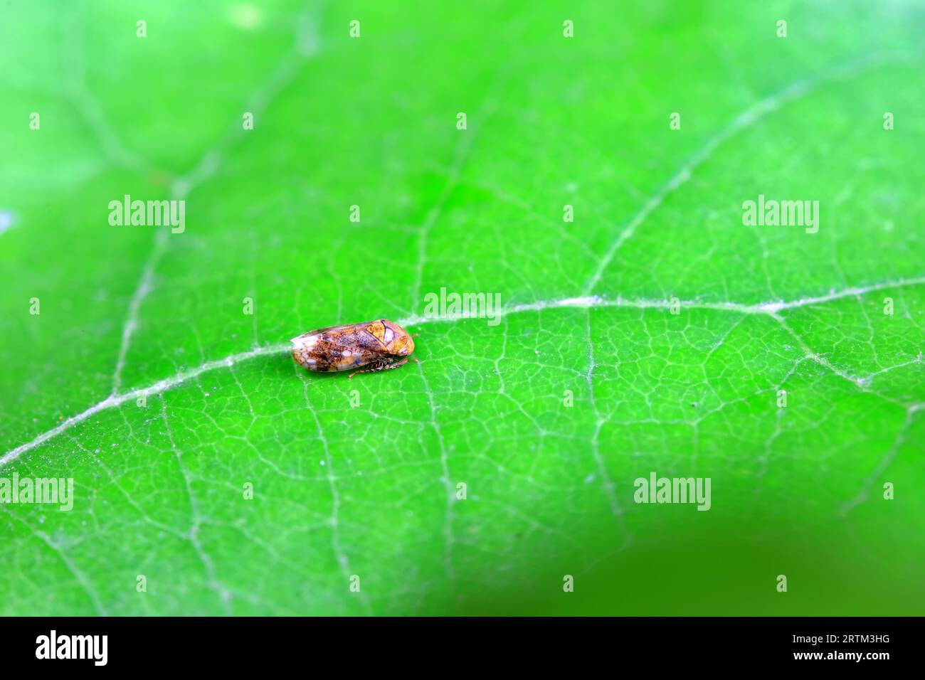 Leaf cicada on wild plants, North China Stock Photo - Alamy