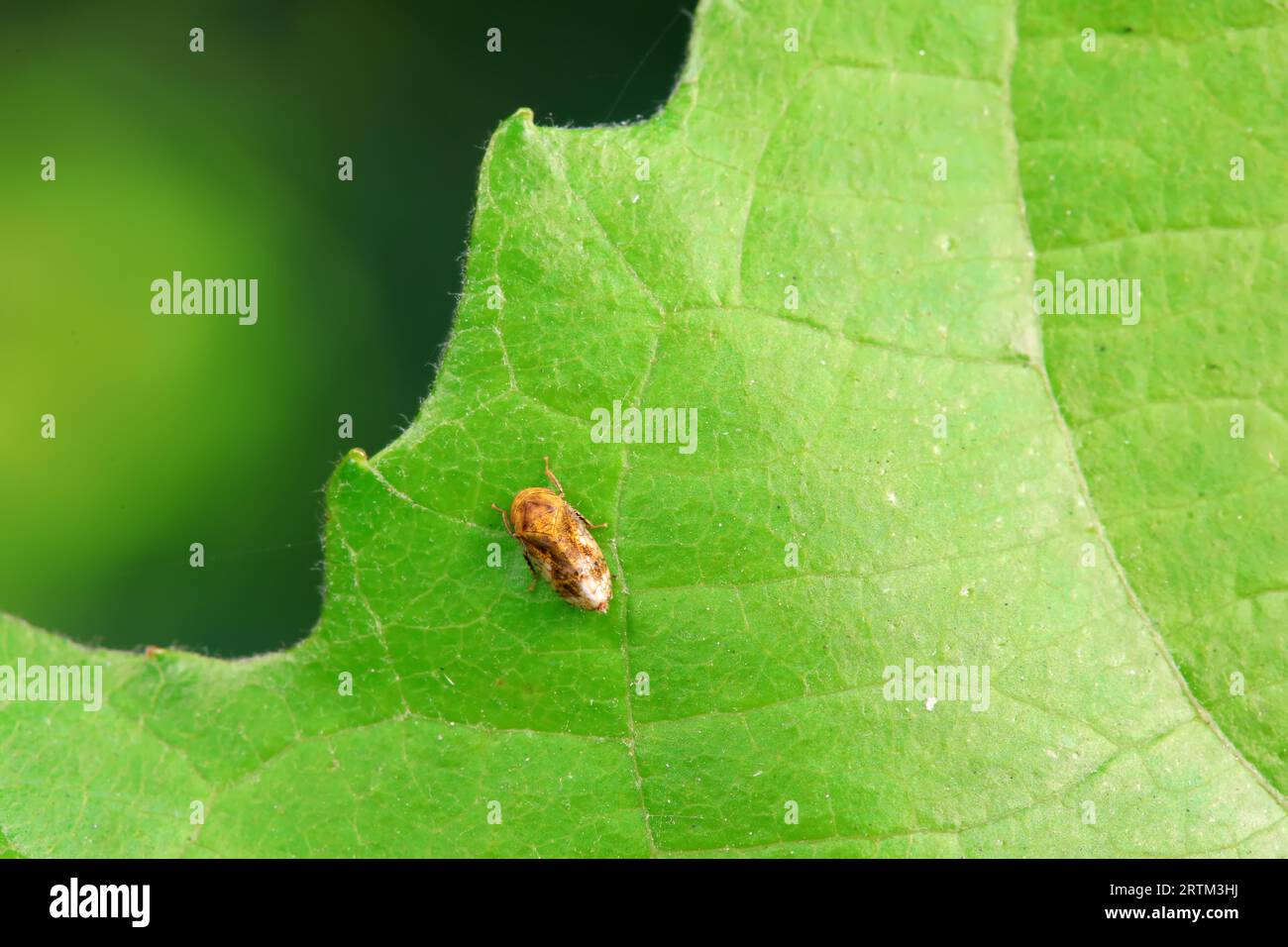 Leaf cicada on wild plants, North China Stock Photo - Alamy