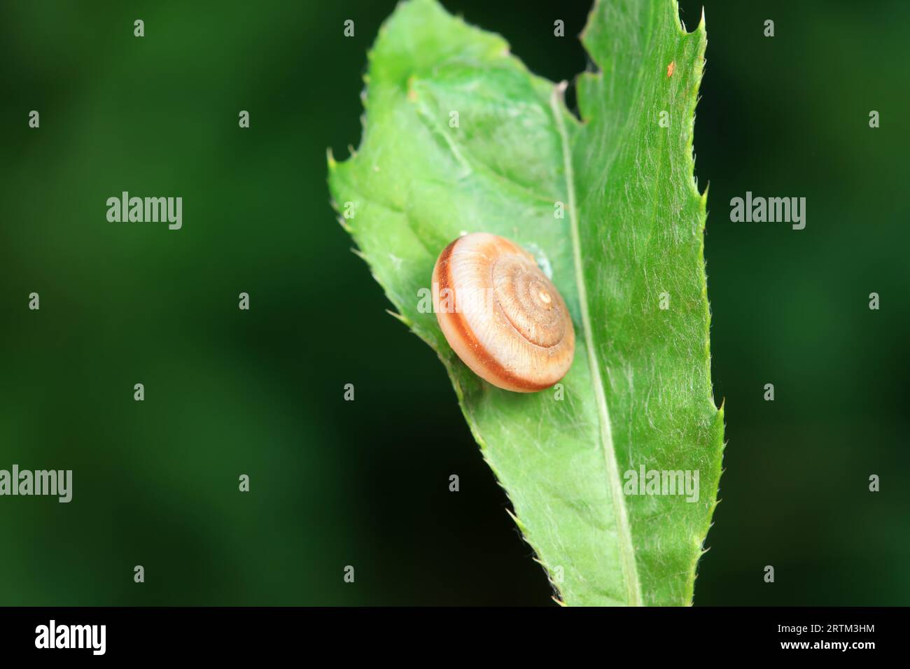 Snails on wild plants, North China Stock Photo - Alamy