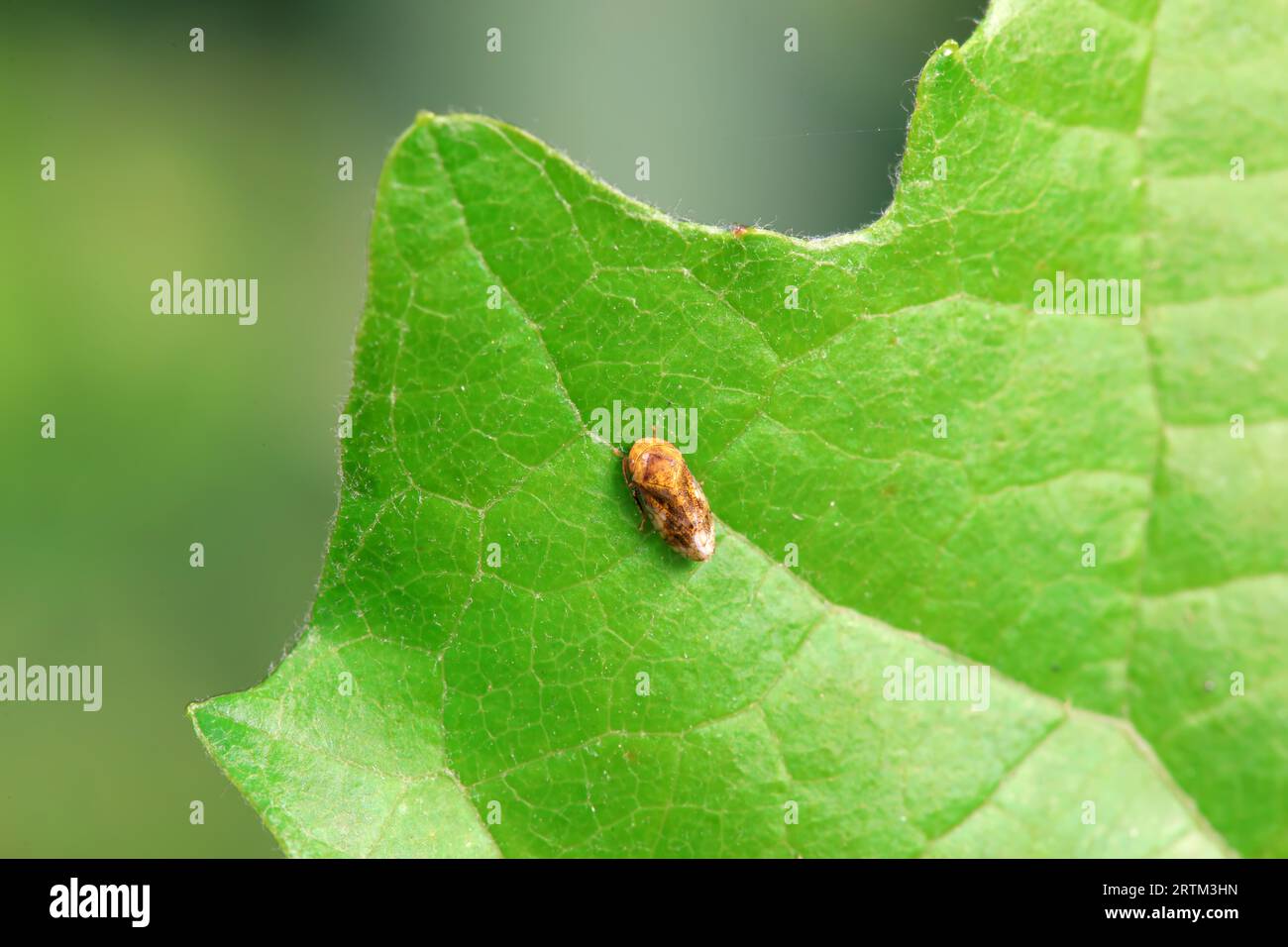 Leaf cicada on wild plants, North China Stock Photo - Alamy
