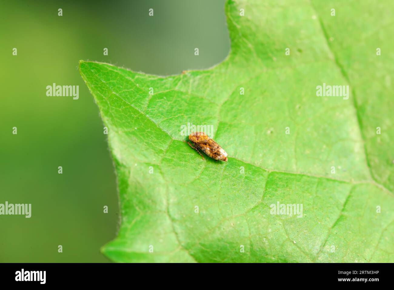 Leaf cicada on wild plants, North China Stock Photo - Alamy
