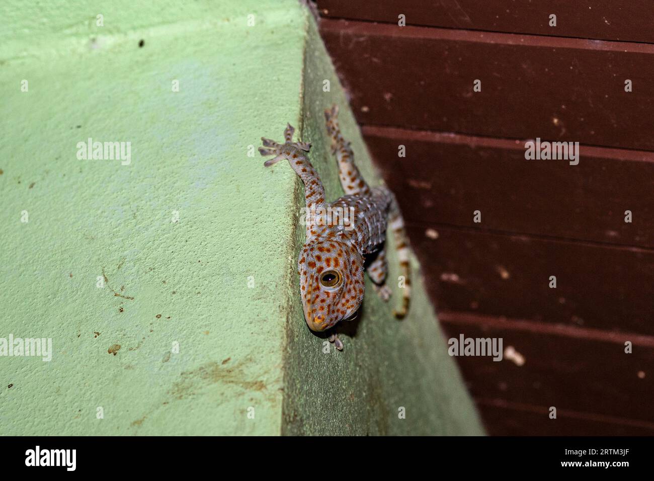 A tokay gecko, Gekko gecko, hunting insects on the walls of a house ...