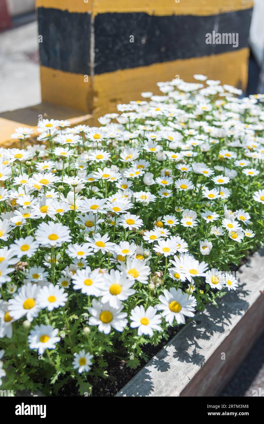 Smal flowers hi-res stock photography and images - Alamy